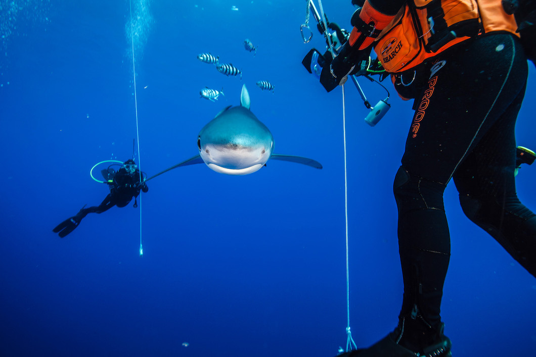 Diving Holidays in the Azores | Luxury Diving | Reefscape Travel