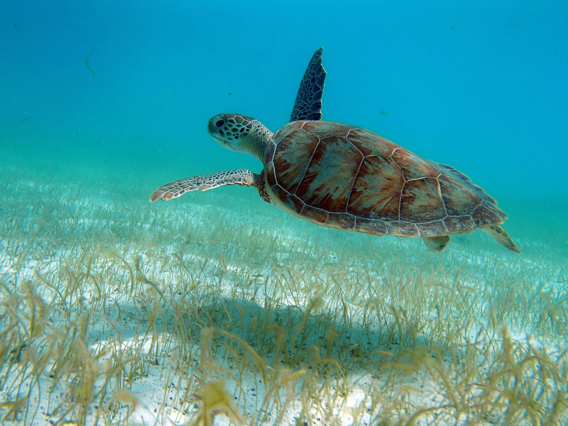 St. Vincent & the Grenadines Dive Holiday | Reefscape Travel