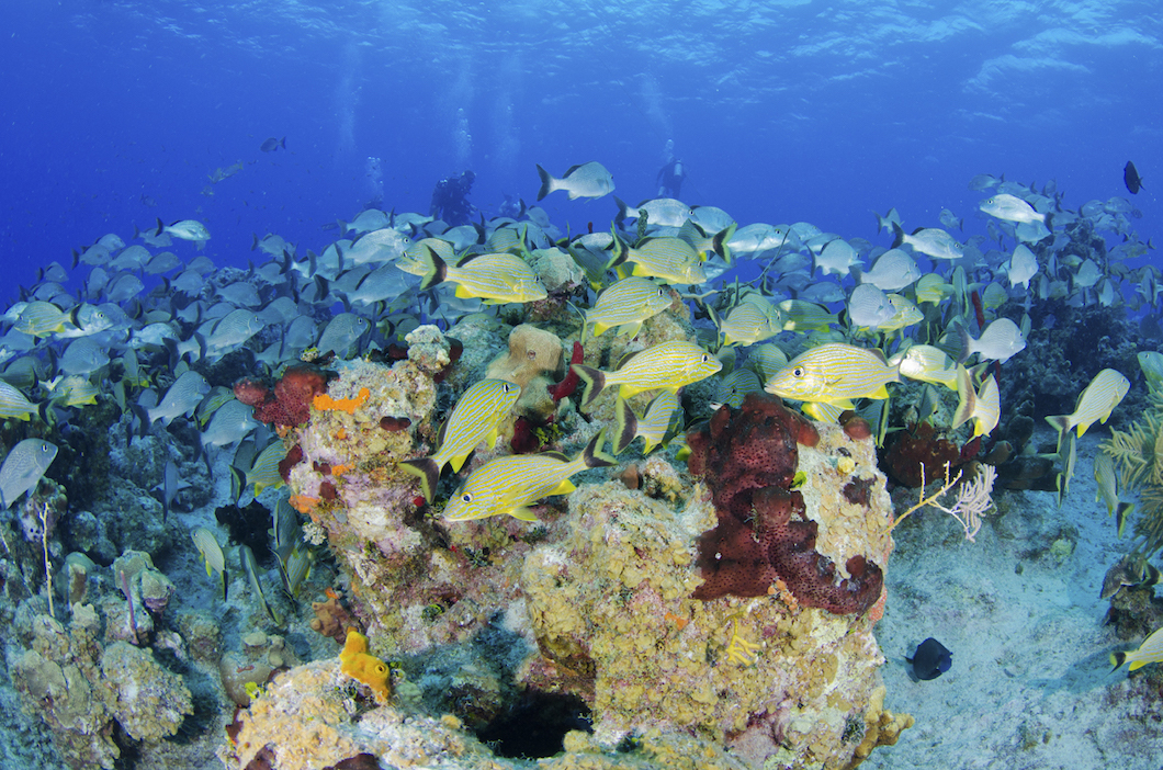 Luxury Cayman Islands Diving Holidays | Reefscape Travel