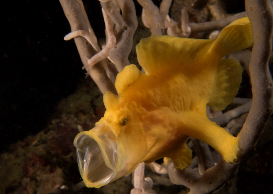 Macro Diving | Reefscape Travel