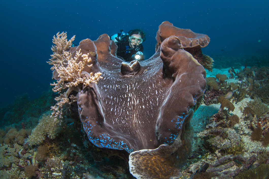 Raja Ampat Luxury Diving Holidays | Reefscape Travel