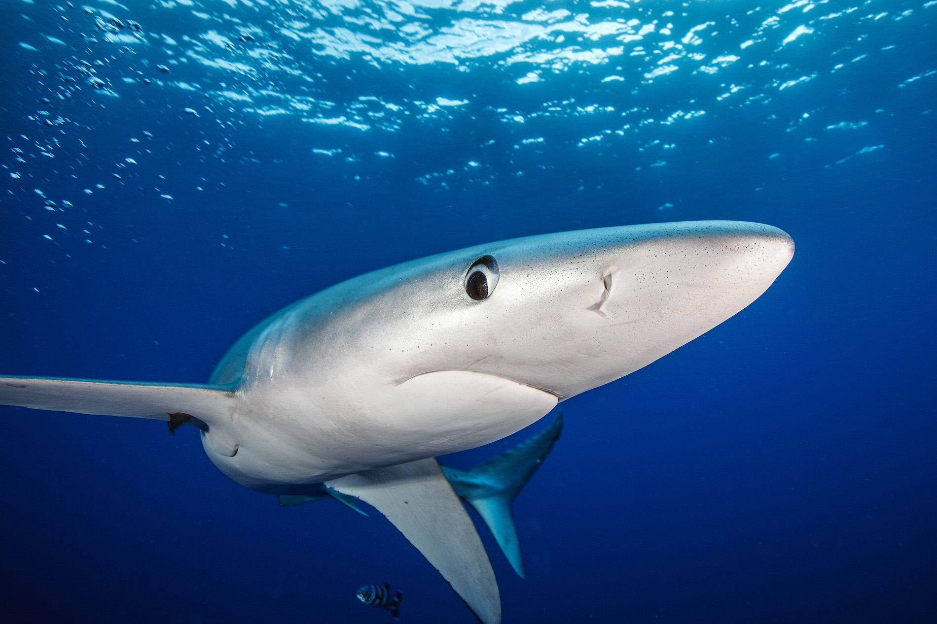 Diving Holidays in the Azores | Luxury Diving | Reefscape Travel