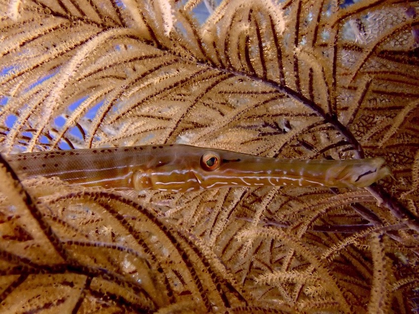 Grenada Diving Holidays | Luxury Diving | Reefscape Travel