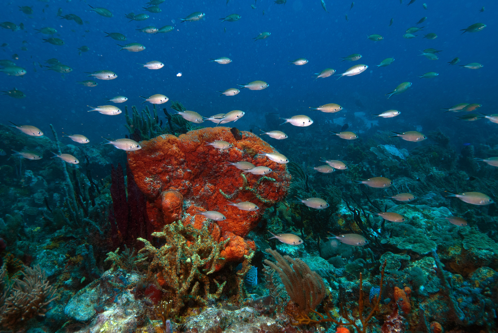 St. Vincent & the Grenadines Dive Holiday | Reefscape Travel