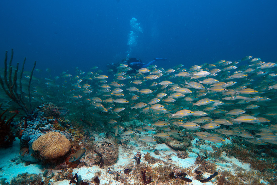 St. Vincent & the Grenadines Dive Holiday | Reefscape Travel