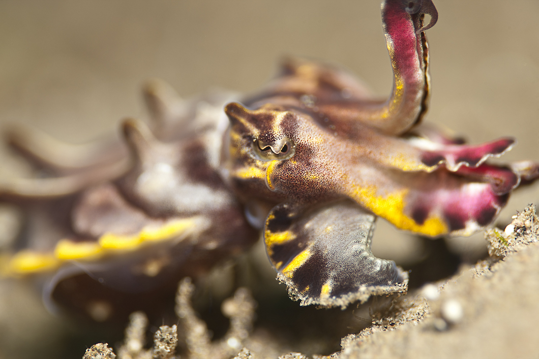 Macro Diving | Reefscape Travel