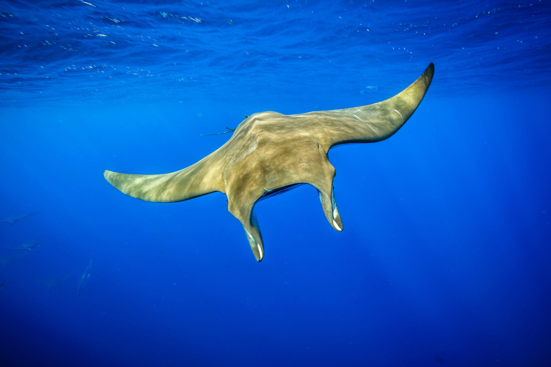 Diving Holidays in Europe | Luxury Diving | Reefscape Travel