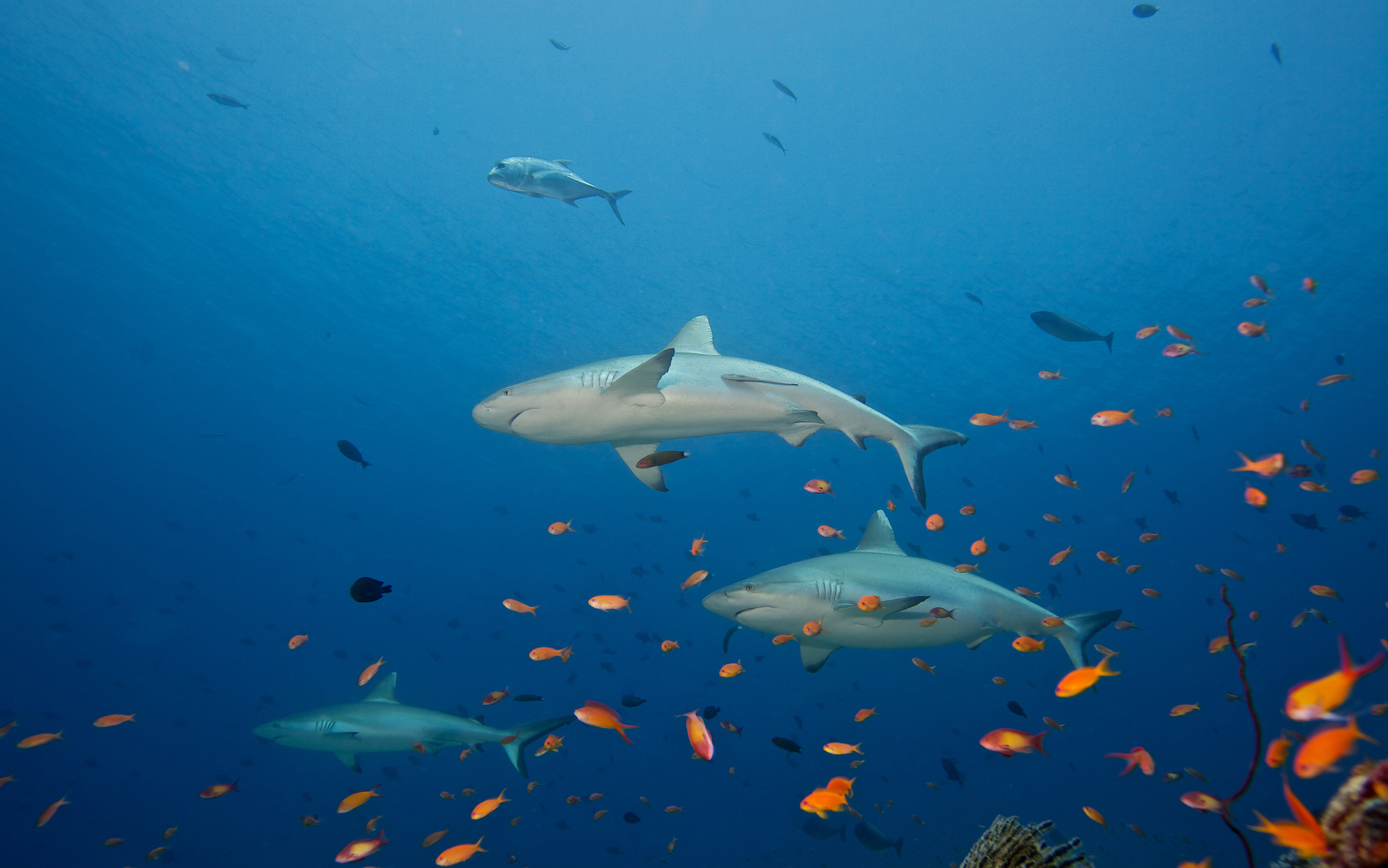 Lhaviyani Atoll Luxury Diving Holidays Reefscape Travel