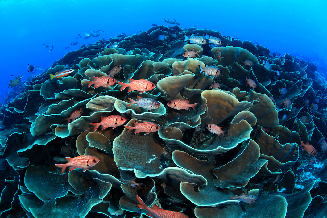 Diving Holidays In Palau | Luxury Diving | Reefscape Travel