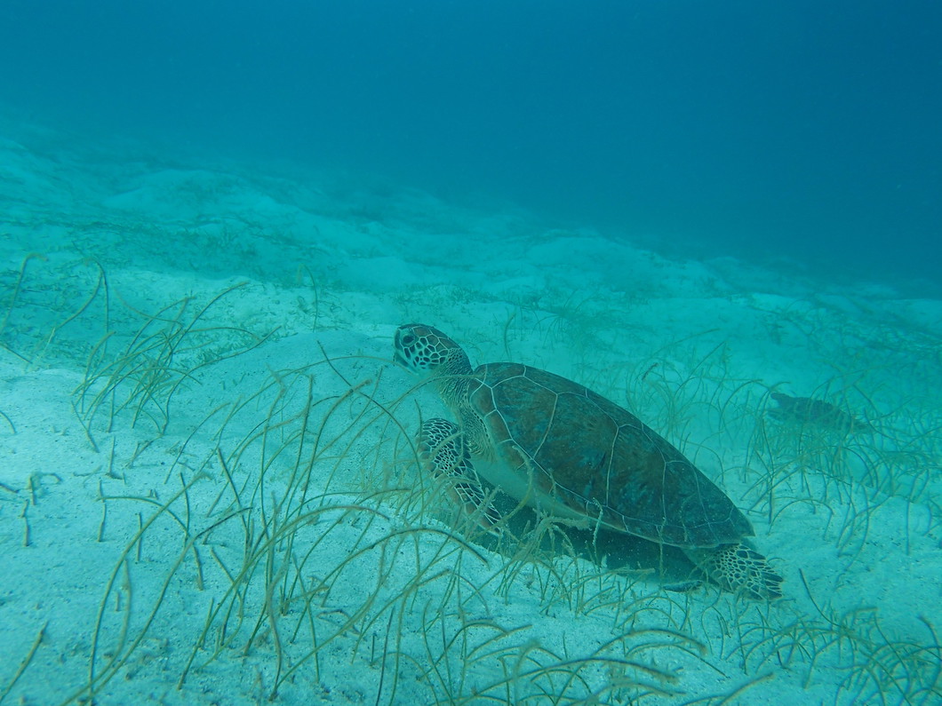 St. Vincent & the Grenadines Dive Holiday | Reefscape Travel