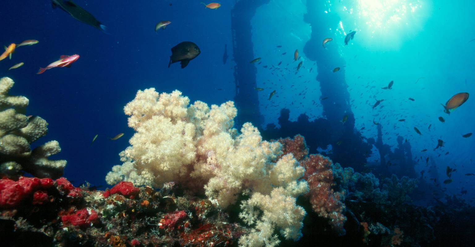 Lhaviyani Atoll Luxury Diving Holidays Reefscape Travel