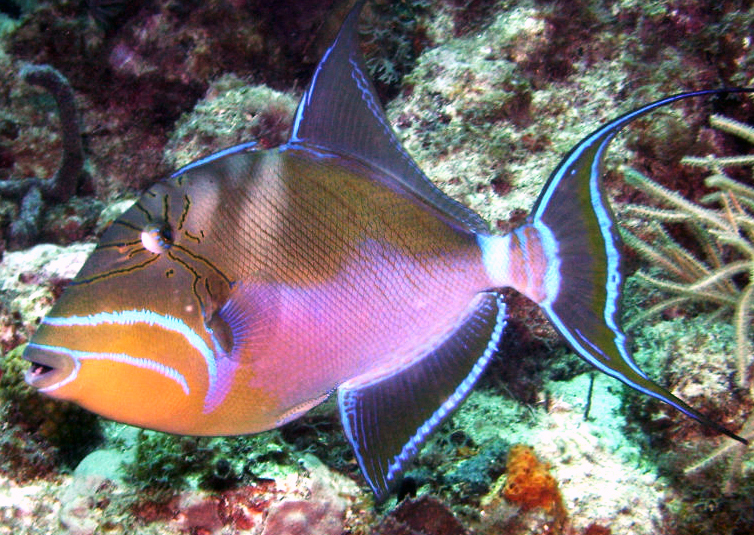Grenada Diving Holidays | Luxury Diving | Reefscape Travel